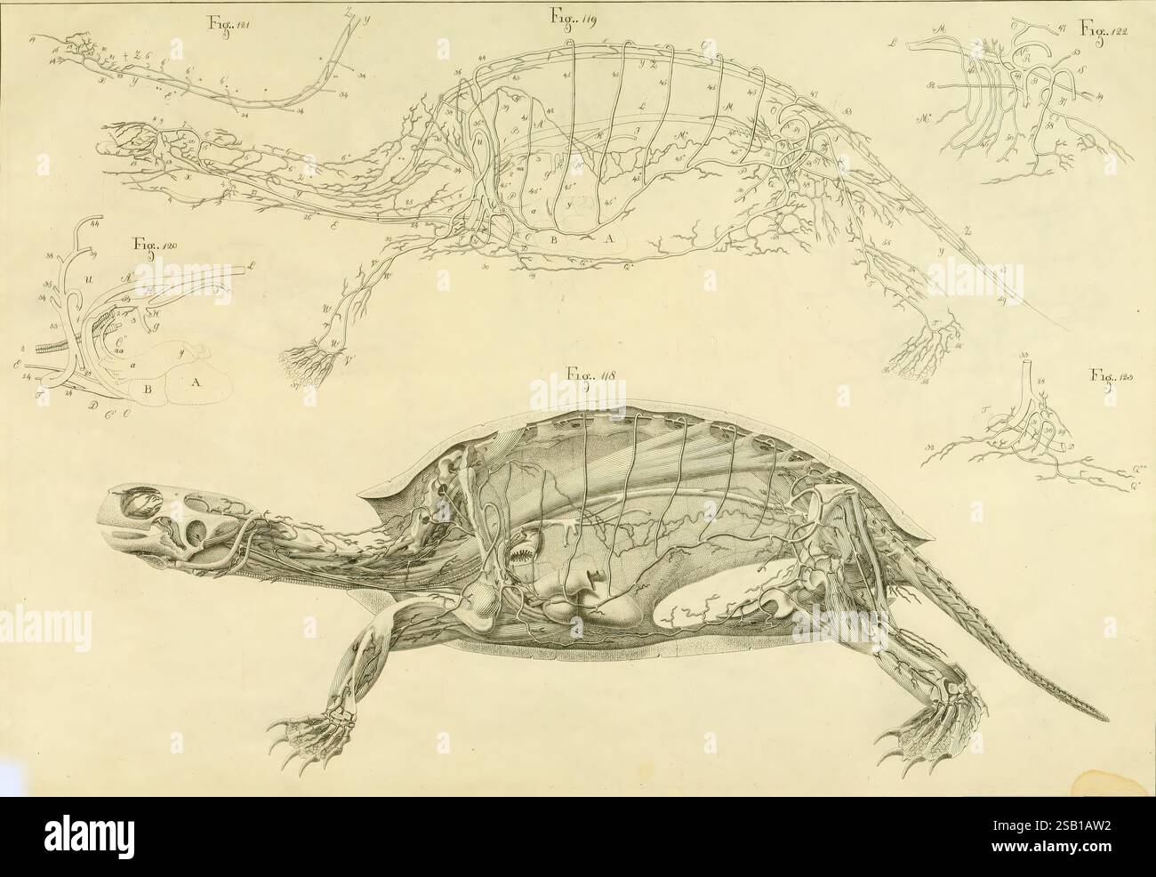 Anatome testudinis Europaeae, Vilnae, Impensis auctoris, Typis Josephi ...