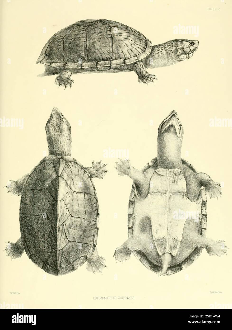 Profile reveals distinct features hi-res stock photography and images ...