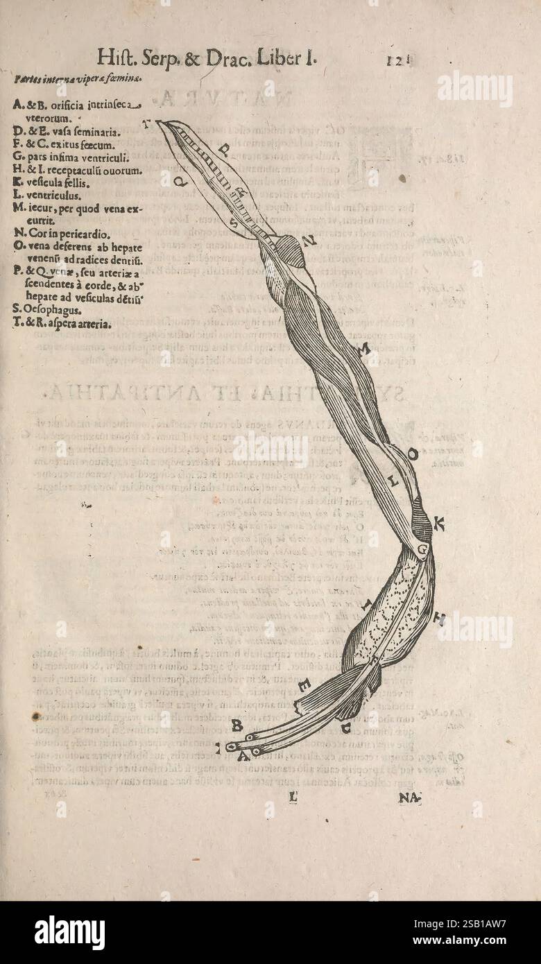 Skeletal taxonomy hi-res stock photography and images - Alamy