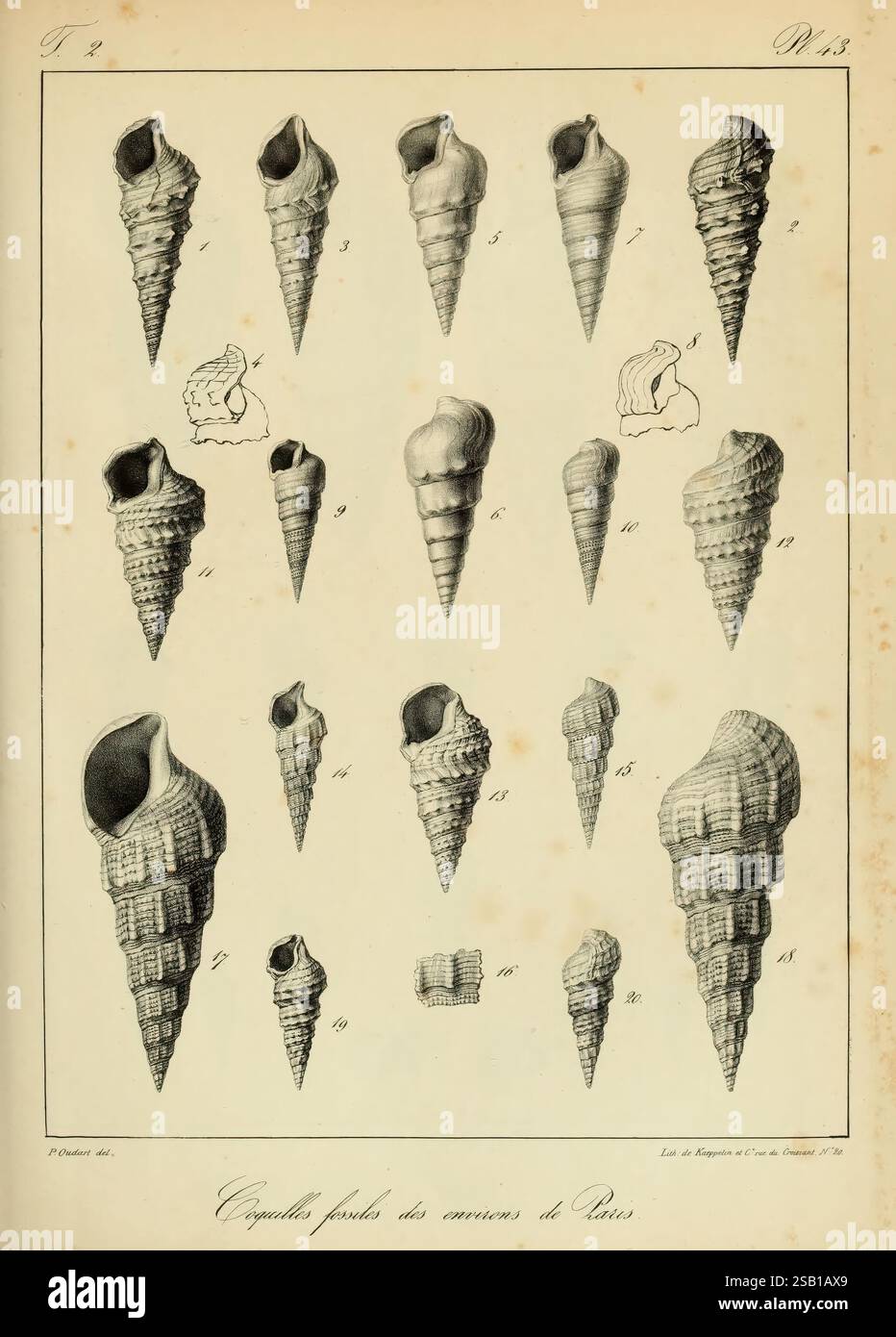 Ribbed forms of bivalves hi-res stock photography and images - Alamy