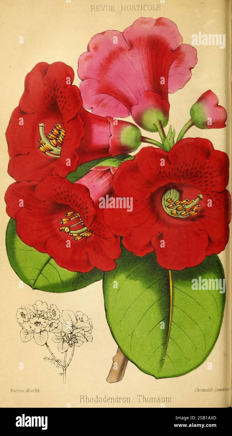 Binomial rhododendron hi-res stock photography and images - Alamy