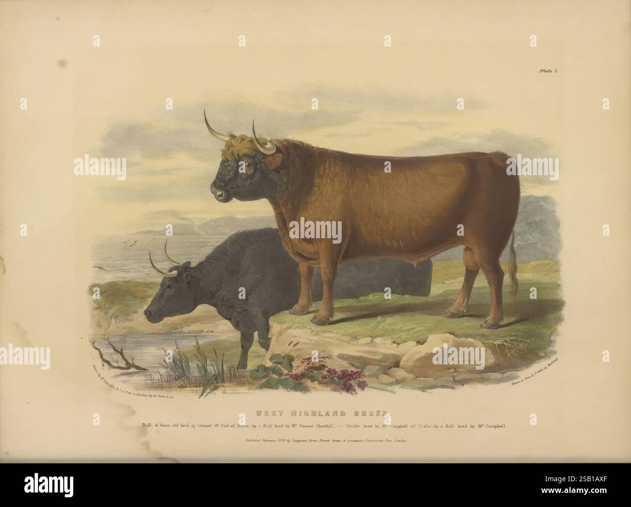 Scene depicts two west highland cattle hi-res stock photography and ...