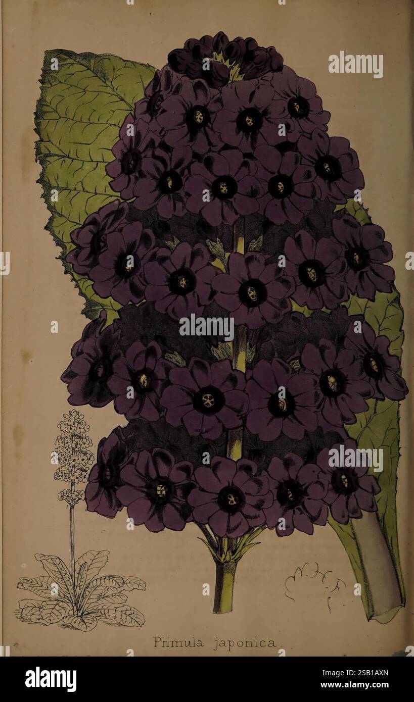Beautifully illustrated primula japonica hi-res stock photography and ...