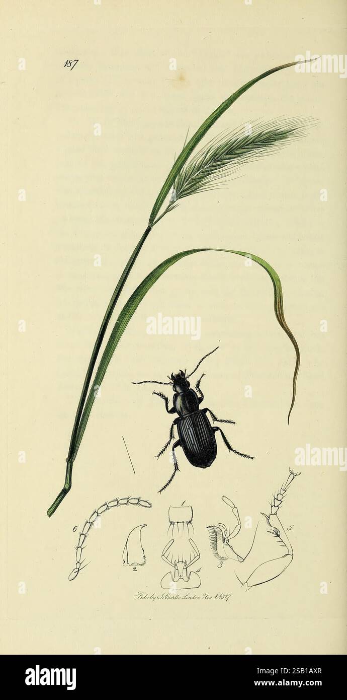 Segmented body part hi-res stock photography and images - Alamy