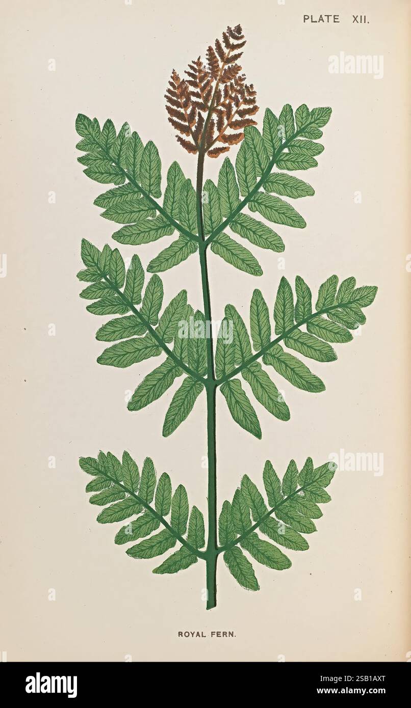 Ferns robust hi-res stock photography and images - Alamy