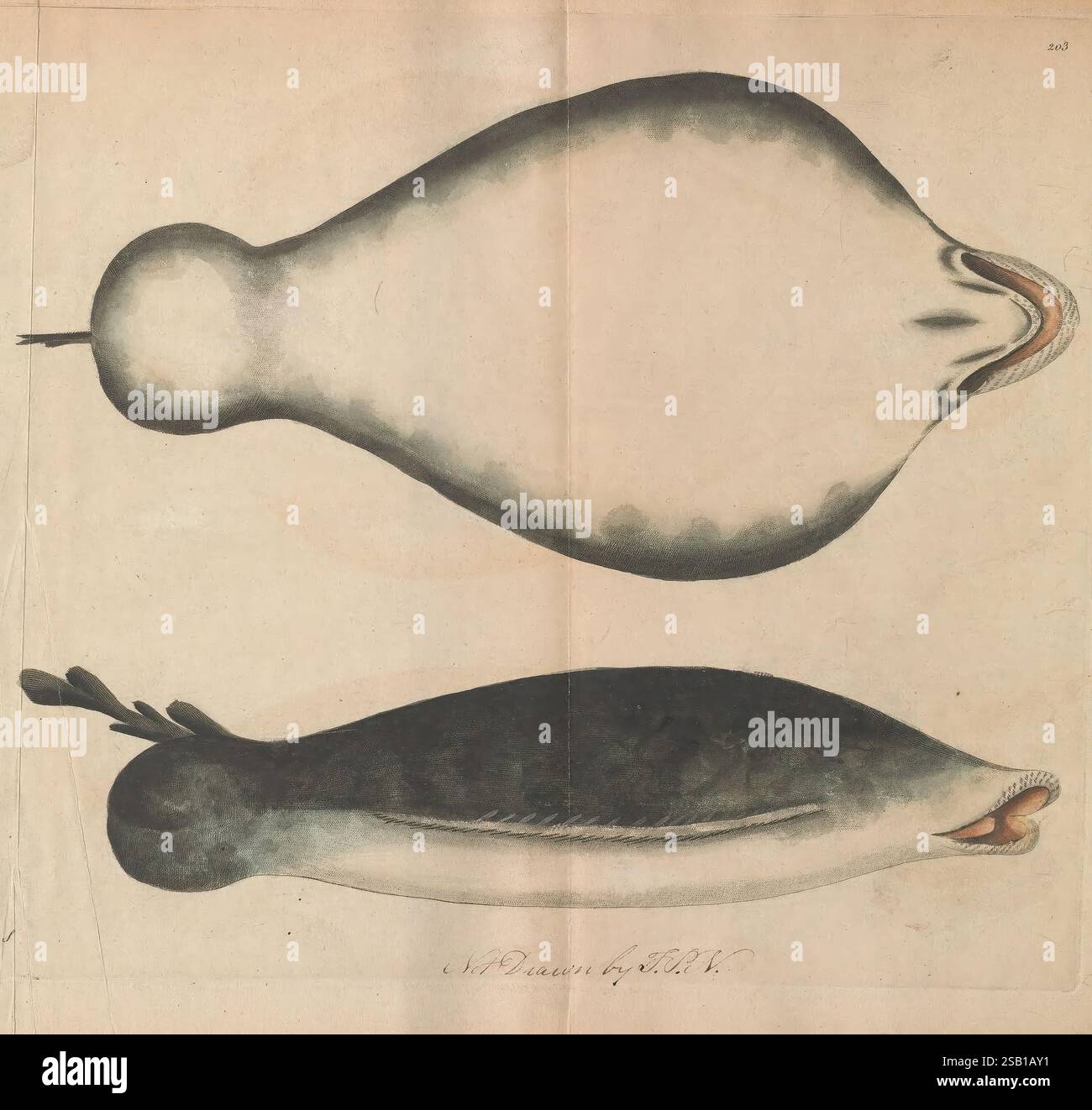 Unique feeding mechanism hi-res stock photography and images - Alamy