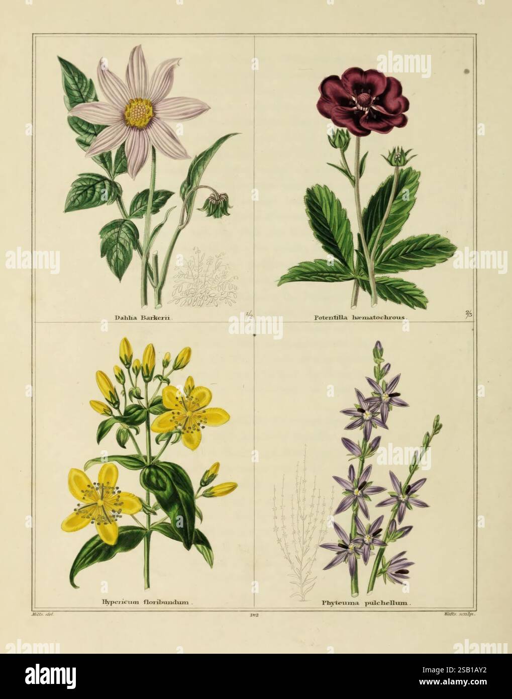 The, botanic, garden, London, Simpkin, &, Marshall, 1825, botany ...