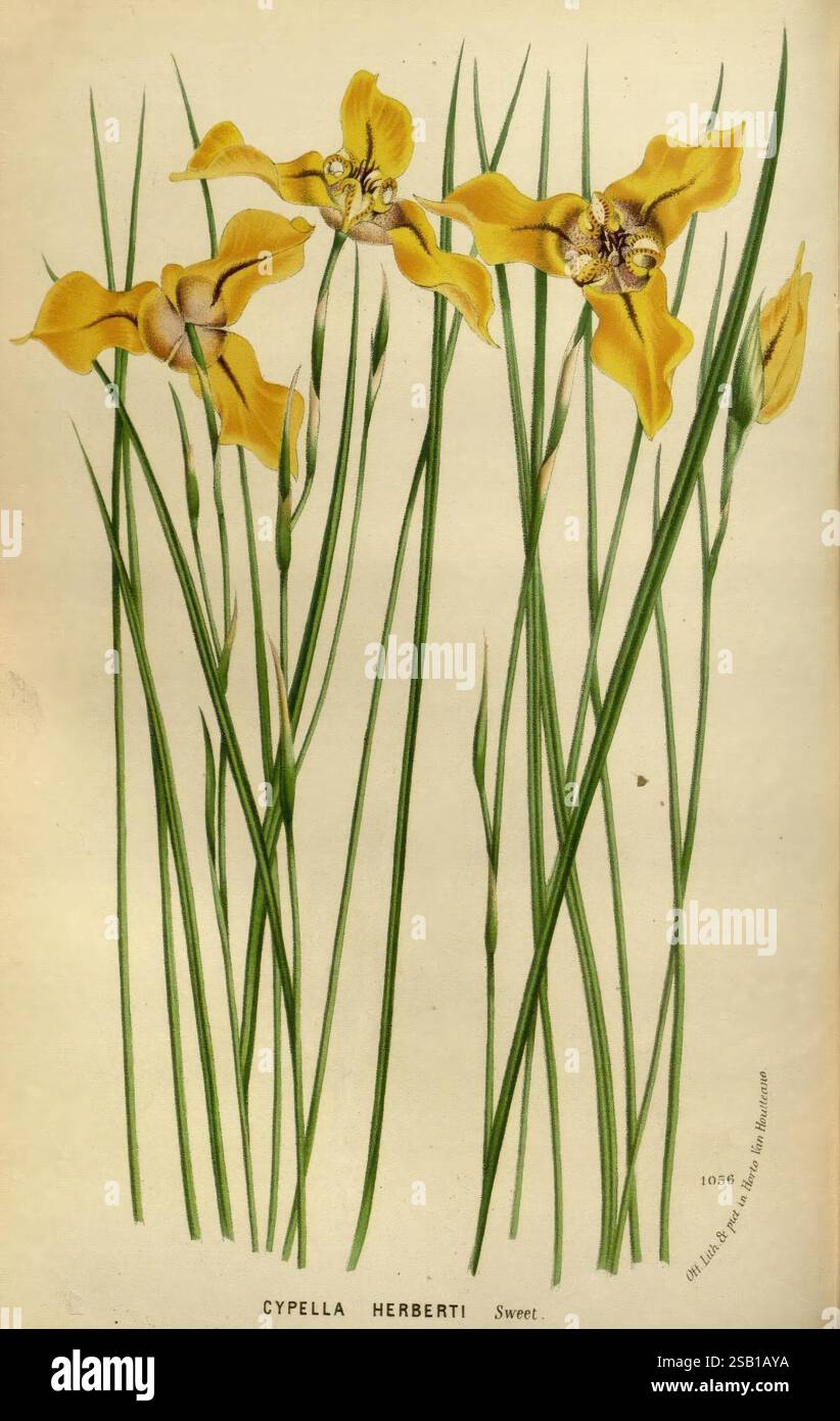 Cybella herberti flowers showcases hi-res stock photography and images ...