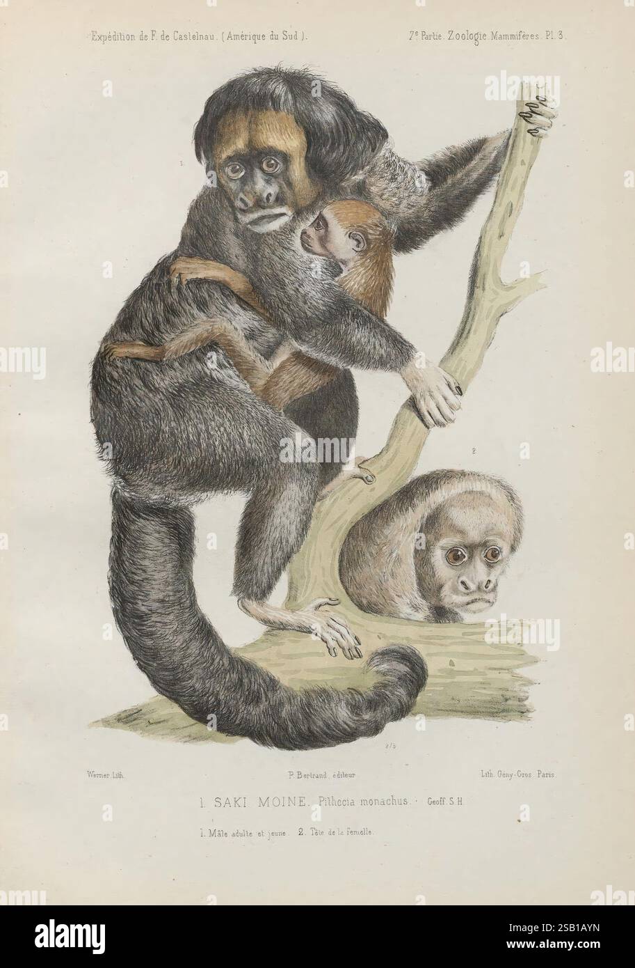 P pithecia hi-res stock photography and images - Alamy