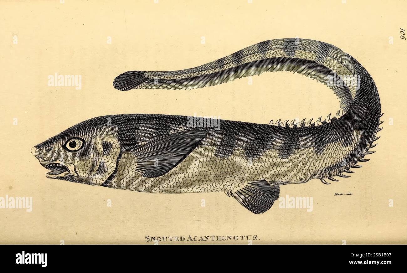 Stylized fish adds hi-res stock photography and images - Alamy