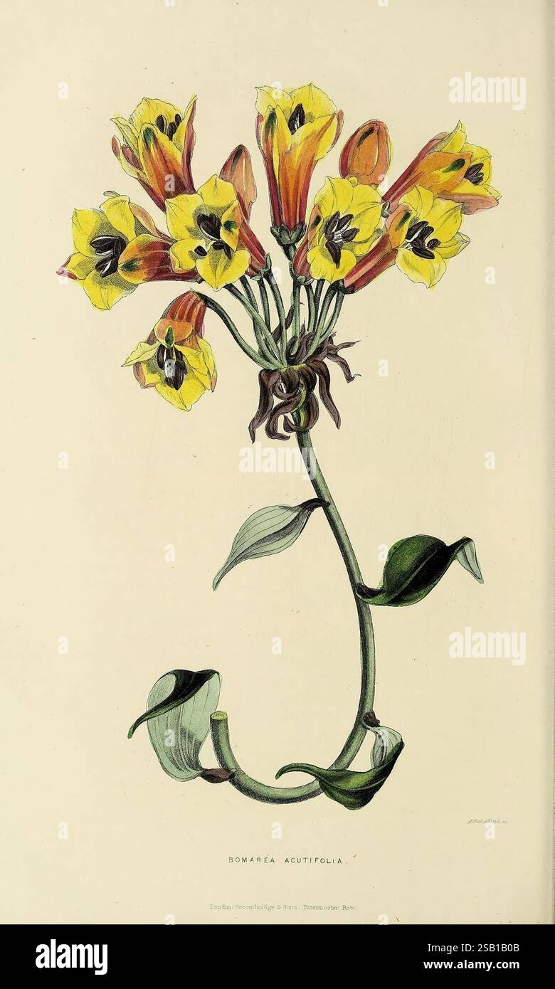 Bomarea acutifolia plant hi-res stock photography and images - Alamy