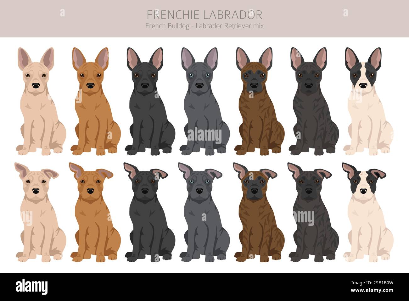 Frenchie Labrador clipart. French Bulldog - Labrador Retriever mix. All ...