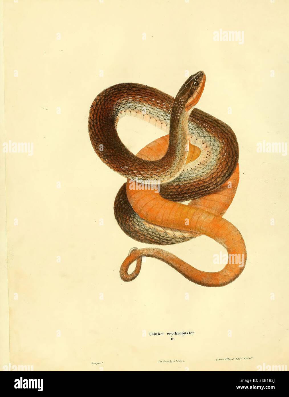 Plain belly watersnake hi-res stock photography and images - Alamy