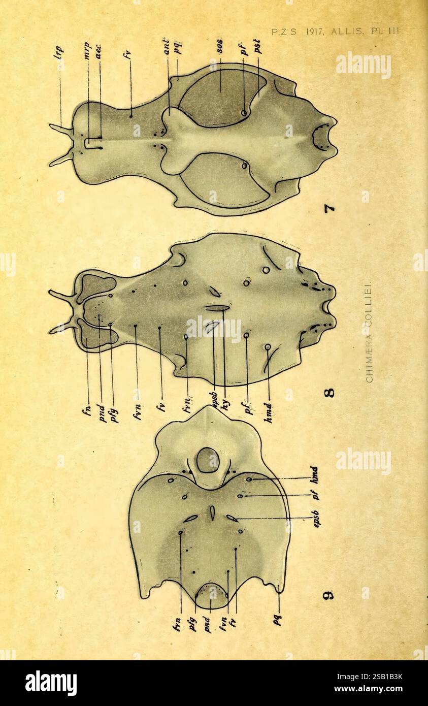 Proceedings of the Zoological Society of London London, Academic Press ...