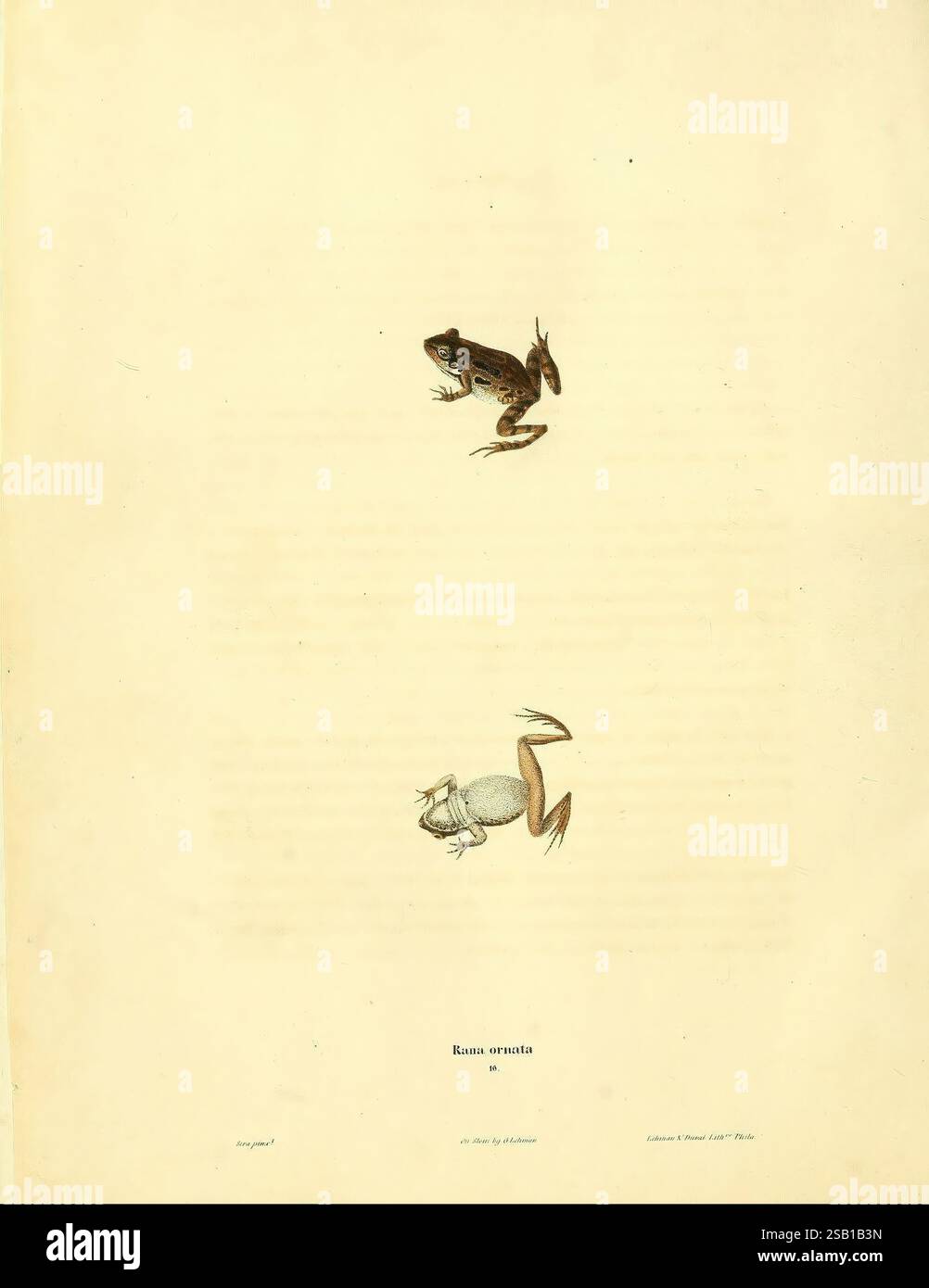 North American, herpetology Philadelphia, J. Dobson, 1836-1840 ...