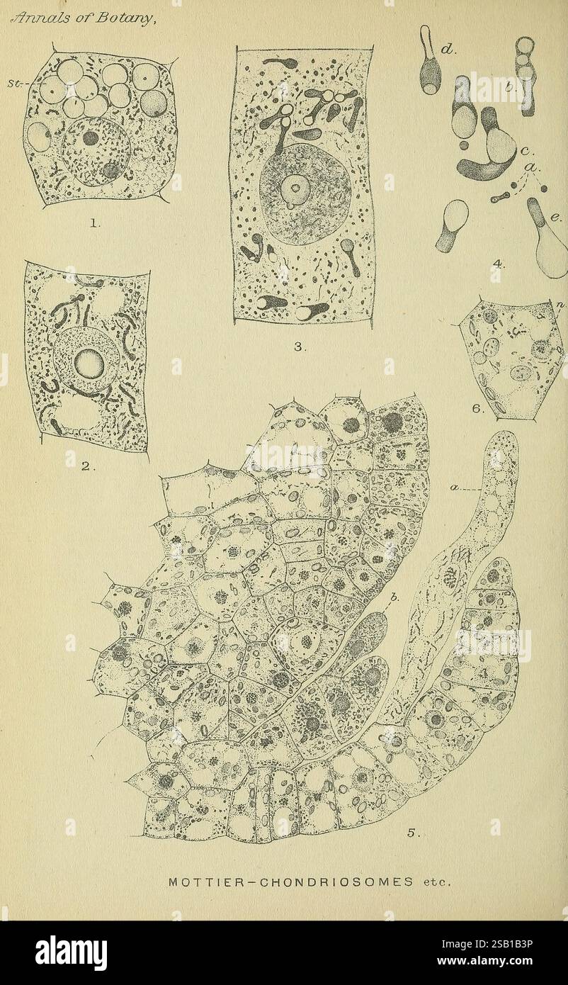 Annals of botany, London, botany, periodicals, plants, The illustration ...