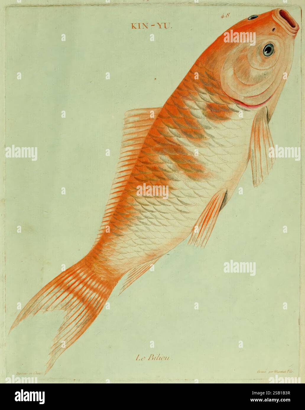 Kin yu fish hi-res stock photography and images - Alamy