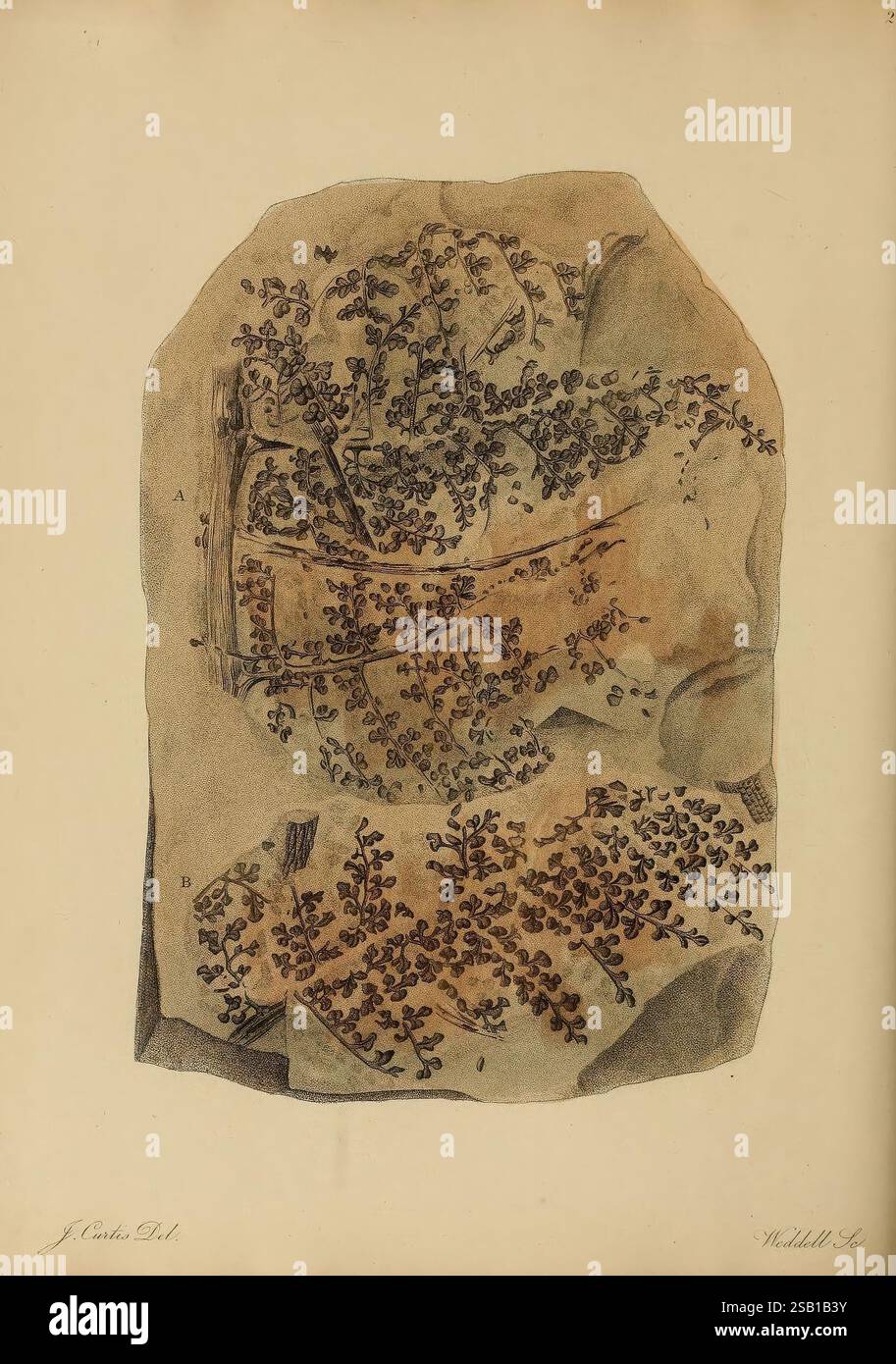 Bohn 1850 paleontology pictorial works ernst mayr library hi-res stock ...