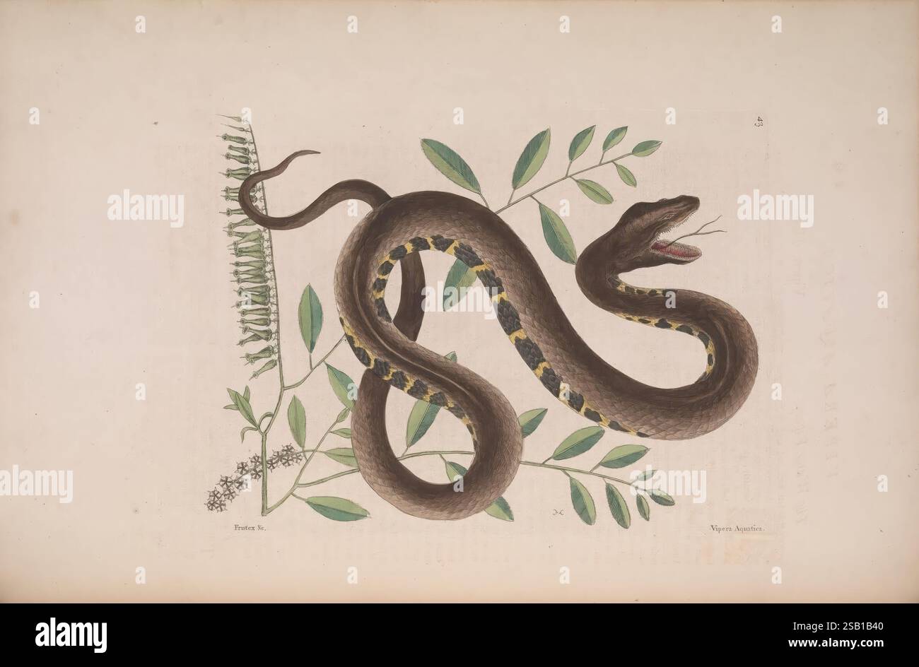 The natural history of Carolina, Florida, and the Bahama Islands ...