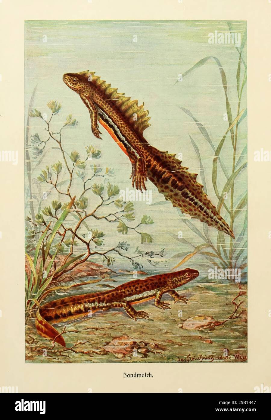 Brehms Tierleben, Bd. 1, Leipzig, Bibliographisches Institut, 1911-19 ...