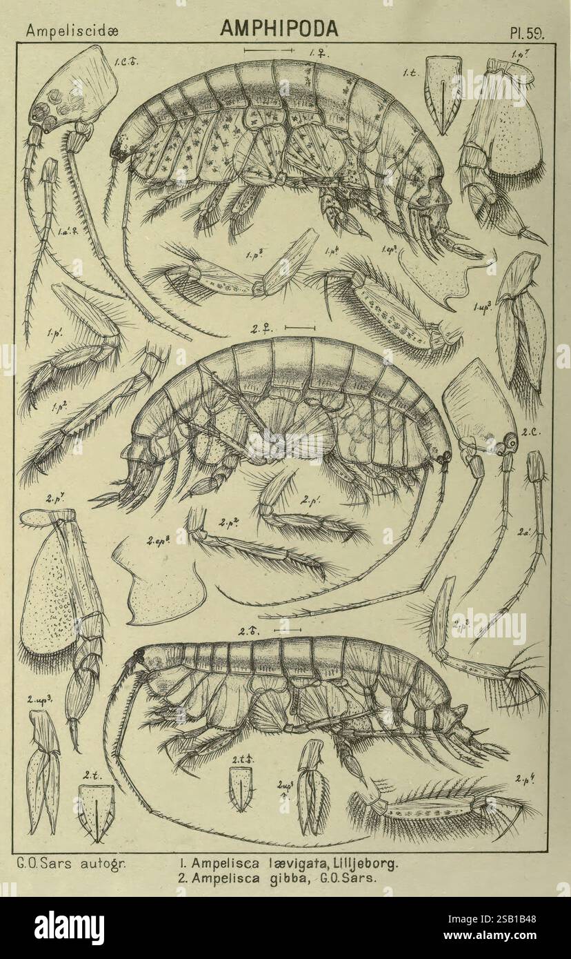 Middle section displays several amphipods hi-res stock photography and ...