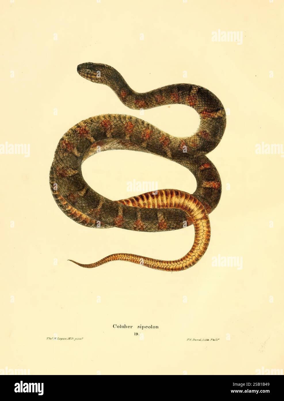 North American herpetology, Philadelphia, J. Dobson, 1836-1840 ...