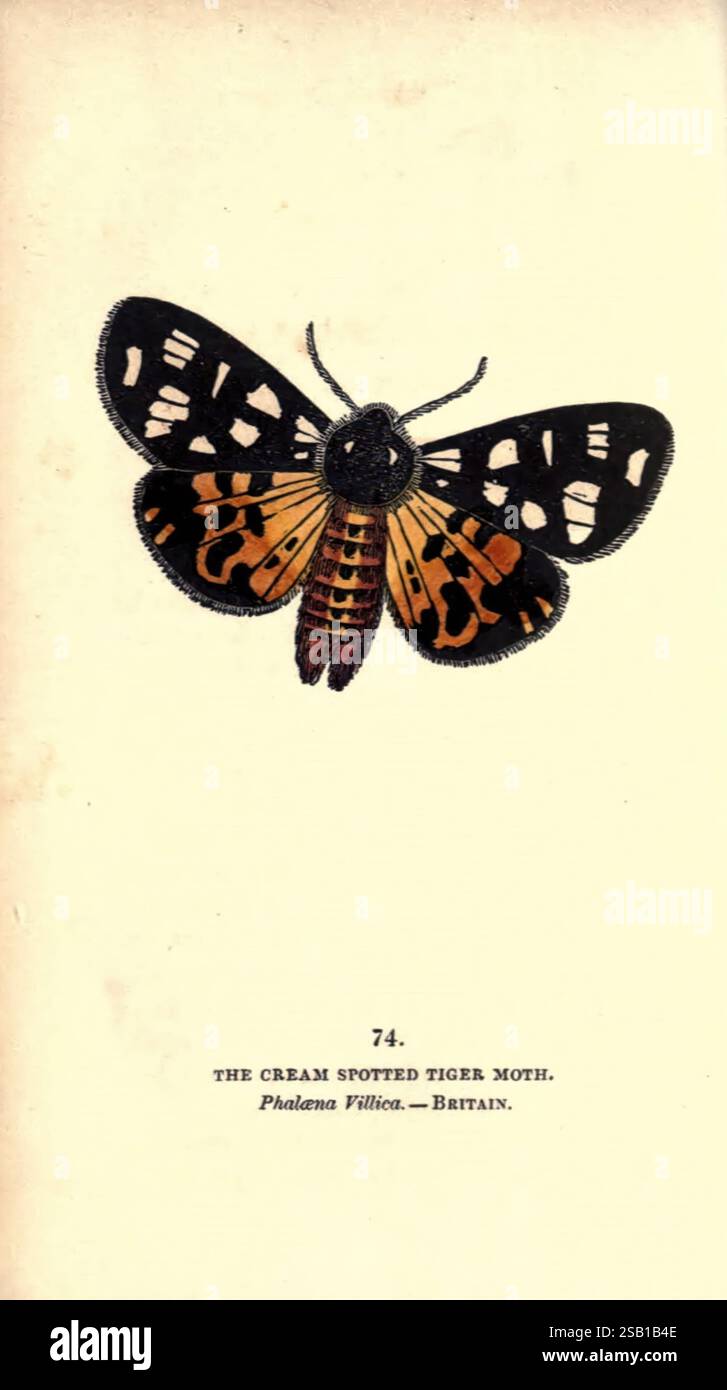 Hindwings reveal hi-res stock photography and images - Alamy