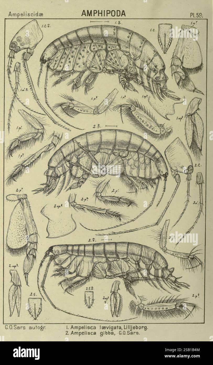 Various amphipoda species hi-res stock photography and images - Alamy