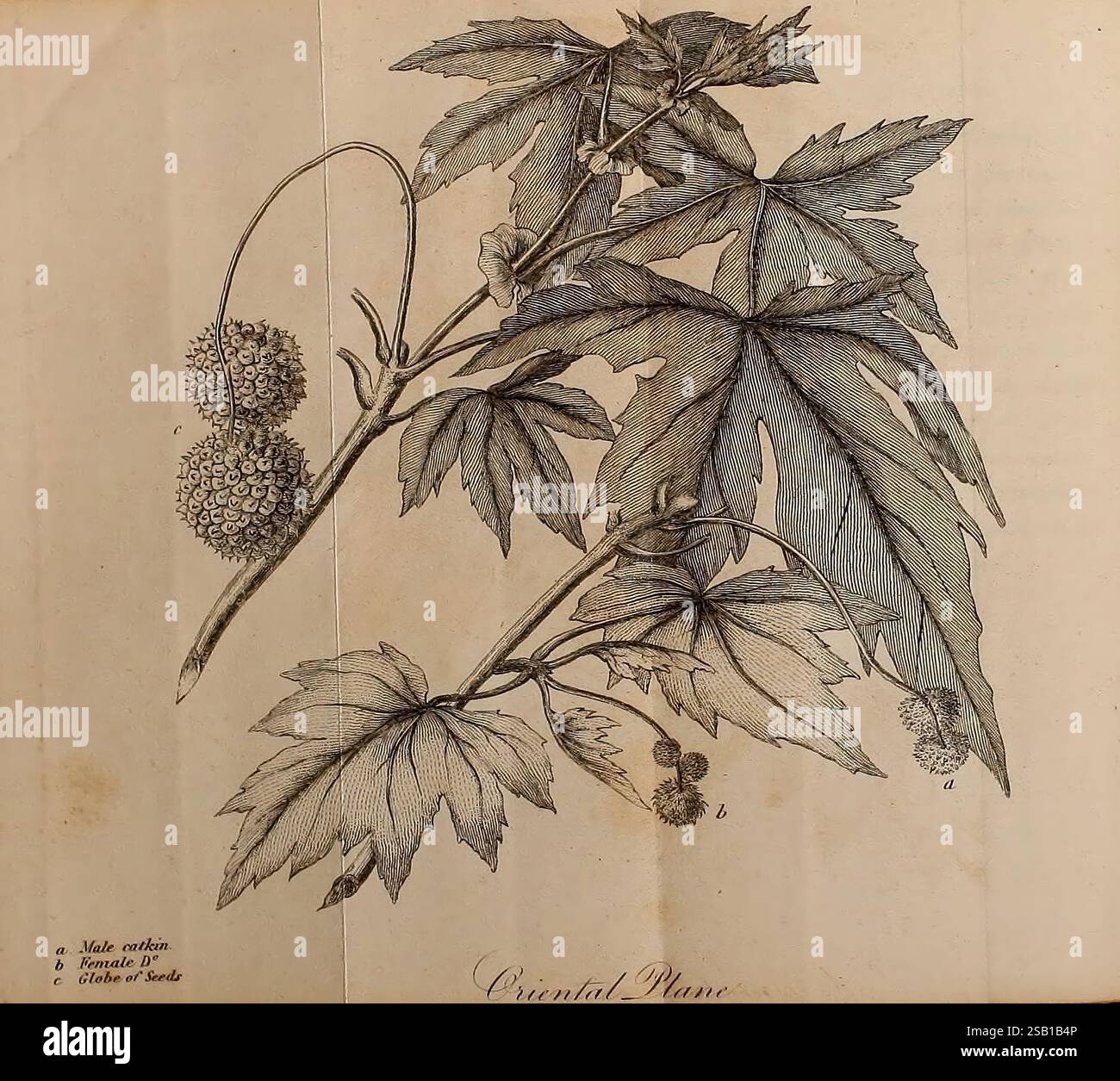 Exhibiting deep lobes hi-res stock photography and images - Alamy