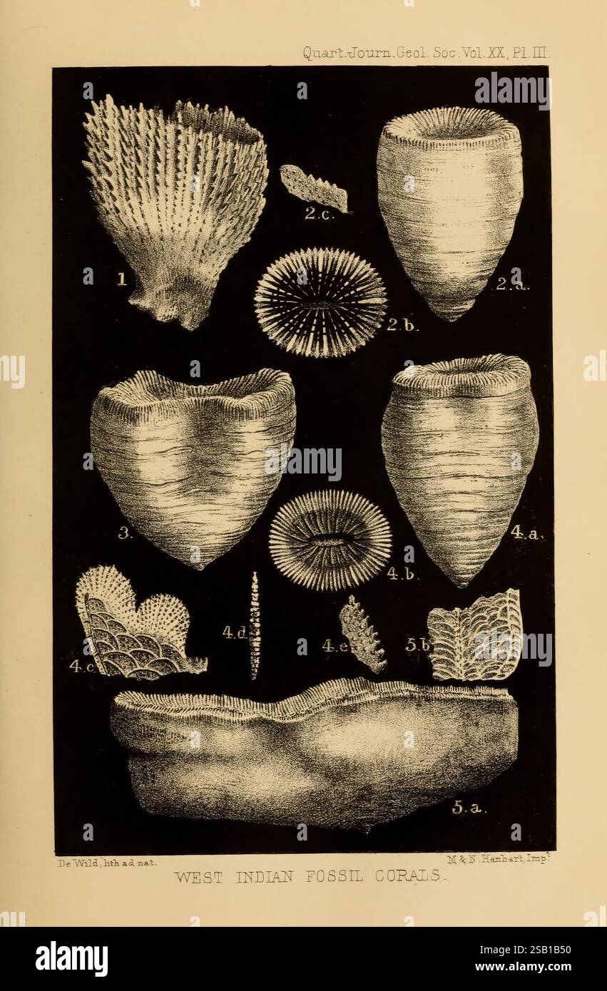 Featuring distinct coral features hi-res stock photography and images ...