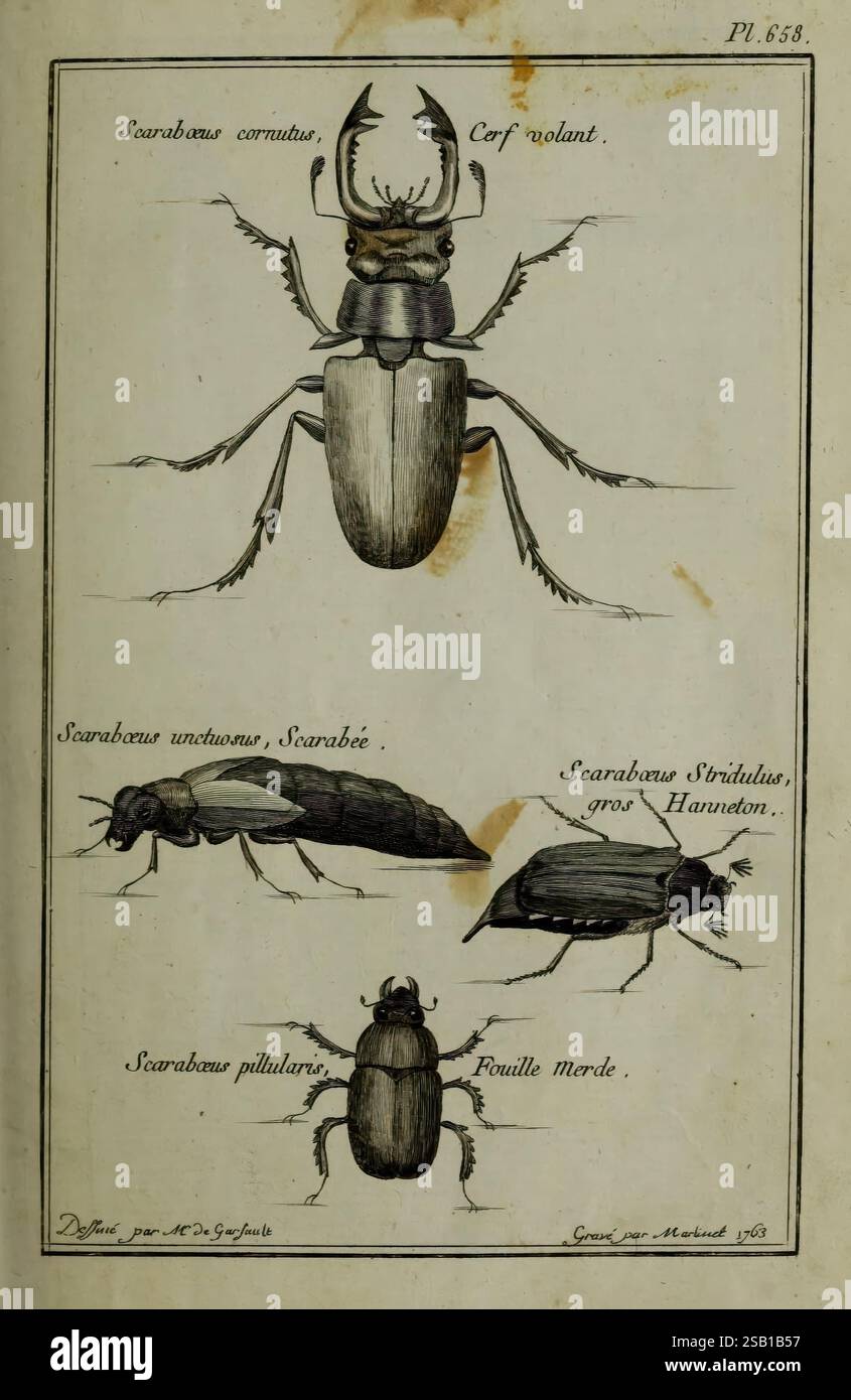 Includes two additional beetles hi-res stock photography and images - Alamy