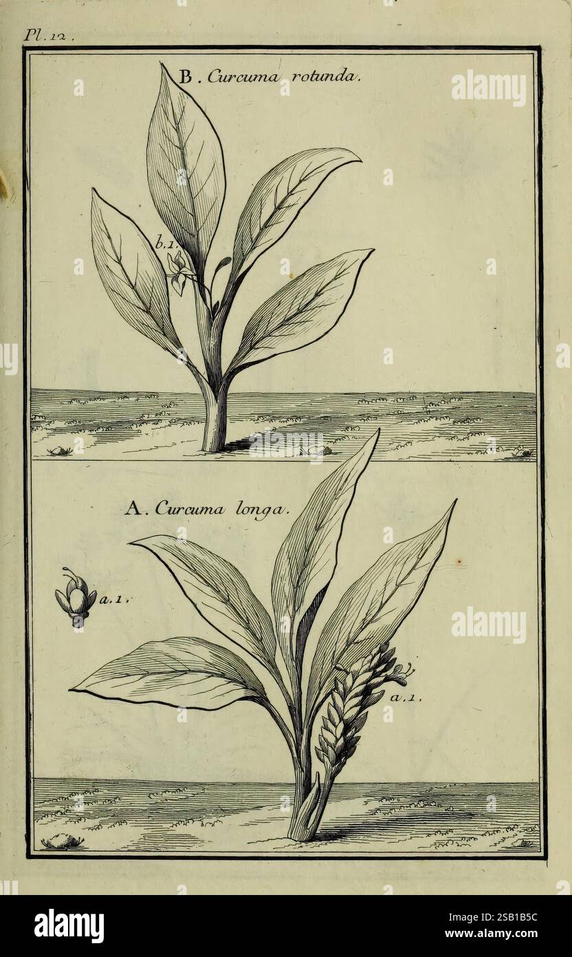 Upper section depicts curcuma rotunda hi-res stock photography and ...