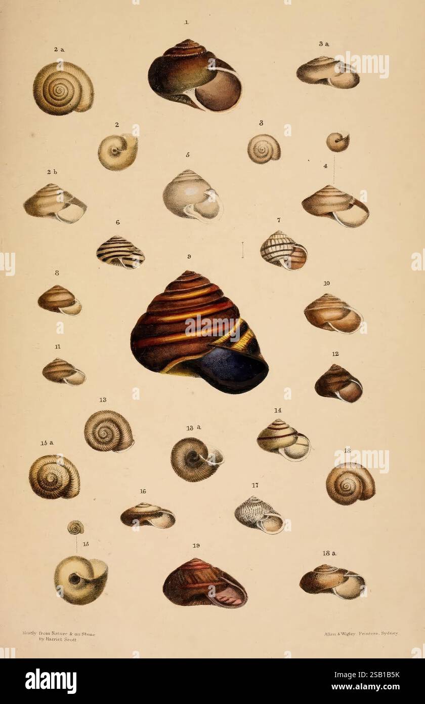 Helix yorkensis hi-res stock photography and images - Alamy