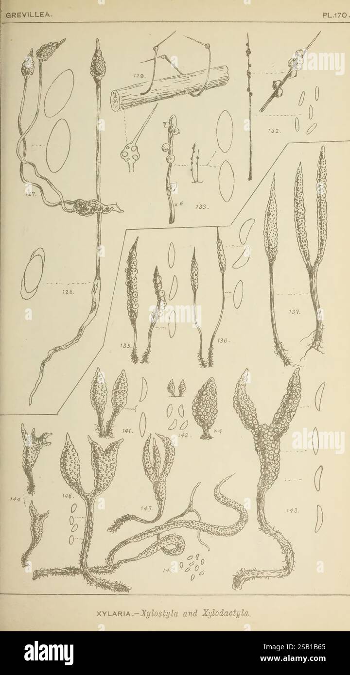 Multiple detailed sketches depict hi-res stock photography and images ...