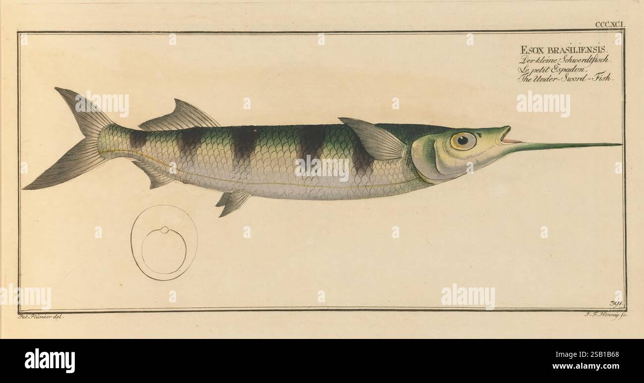 D. Marcus Elieser Bloch's, ausübenden Arztes zu Berlin Oeconomische ...
