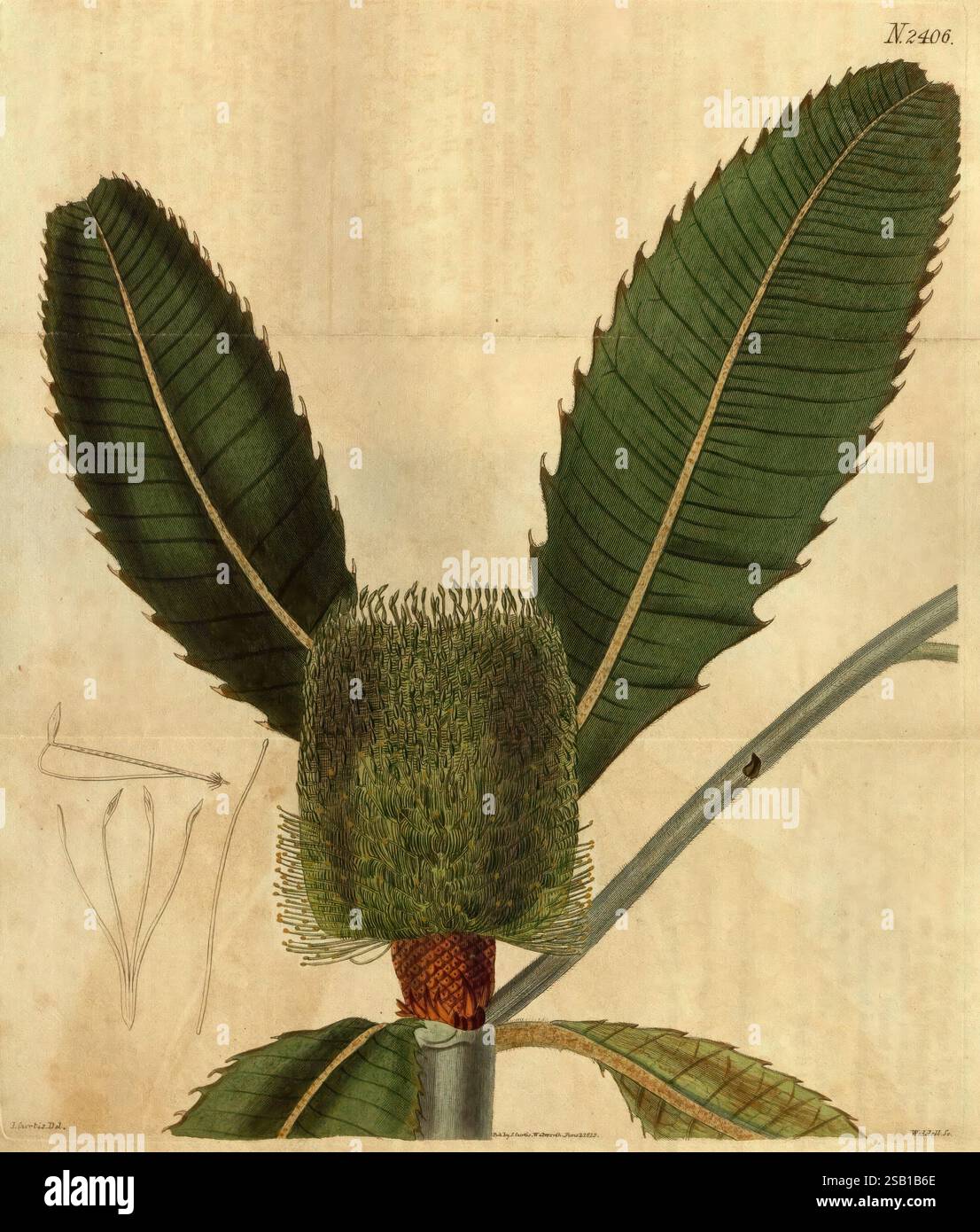 Banksia robusta hi-res stock photography and images - Alamy