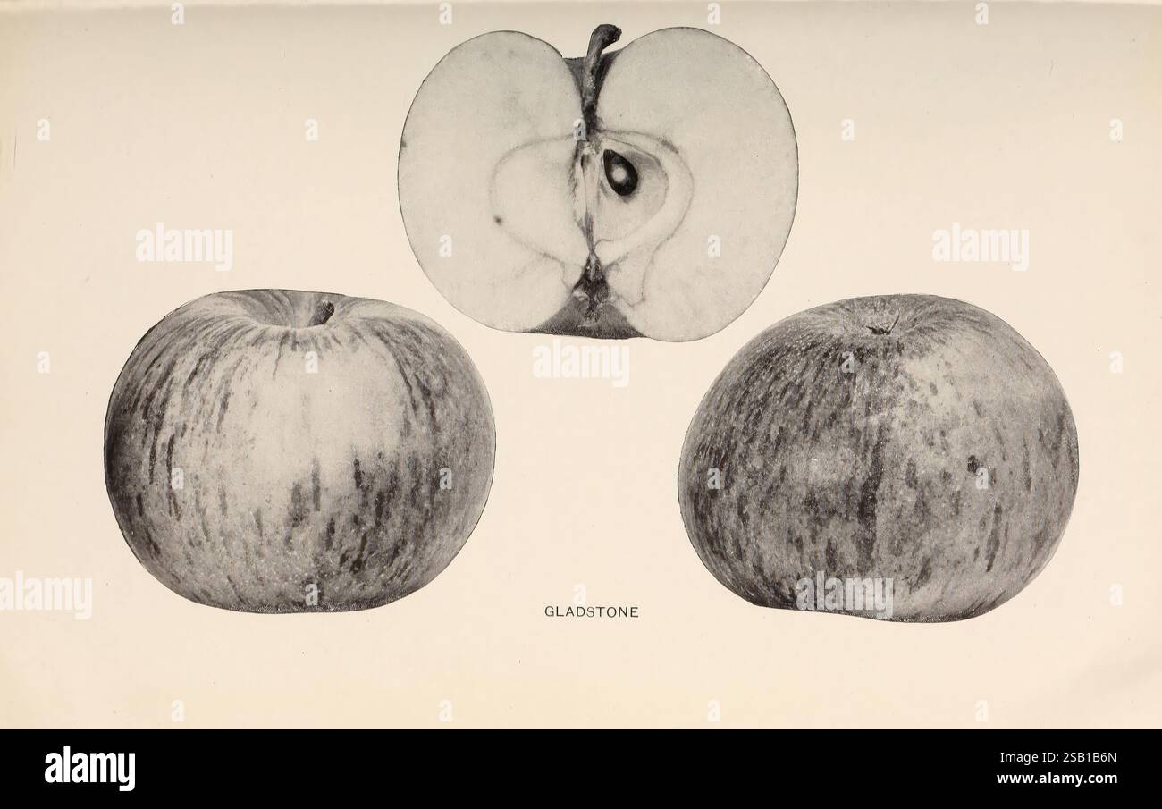 Detailed descriptors hi-res stock photography and images - Alamy