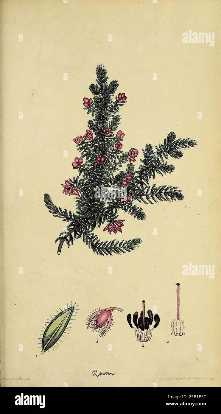 The Heathery, or A Monograph of the Genus Erica, London, Henry G. Bohn ...