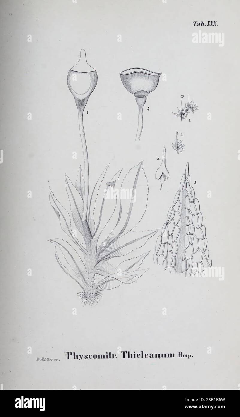 Icones muscorum novorum vel minus cognitorum, Bonnae, Henry & Cohen ...