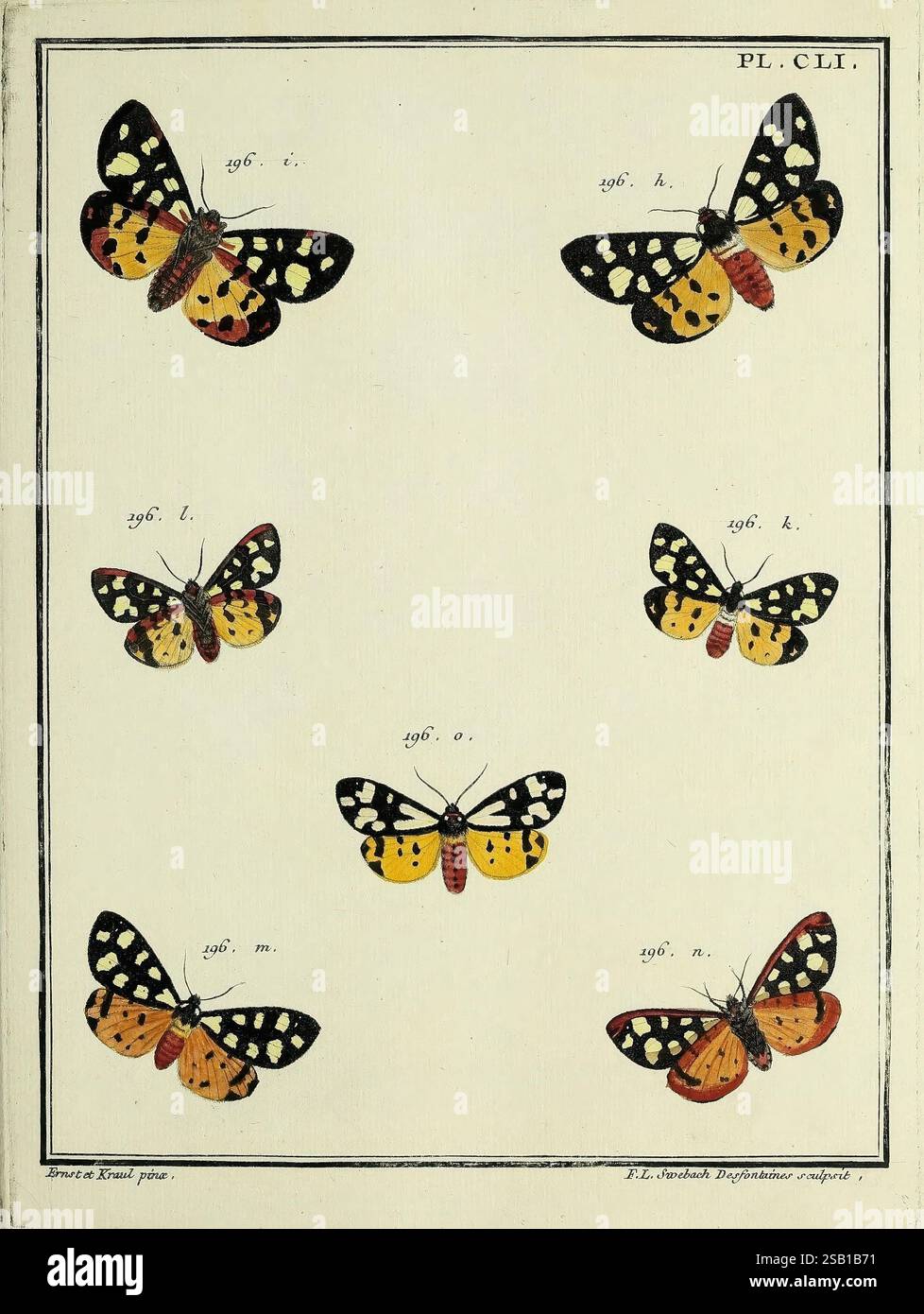 Arrangement highlights six butterflies hi-res stock photography and ...