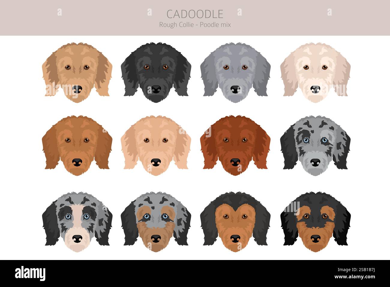 Cadoodle clipart. Rough Collie Poodle mix. Different coat colors set ...