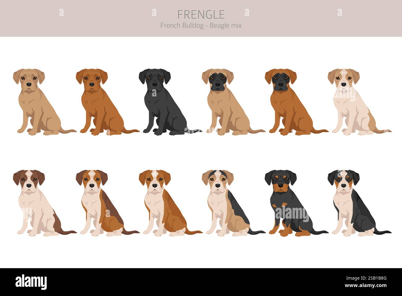 Frengle clipart. French Bulldog - Beagle mix. All possible coat colors ...