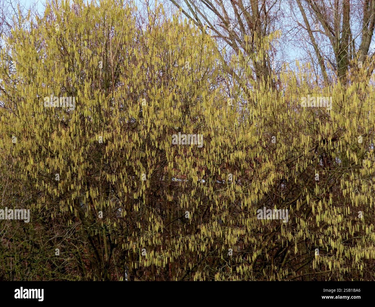 Pollen count hazel hi-res stock photography and images - Alamy