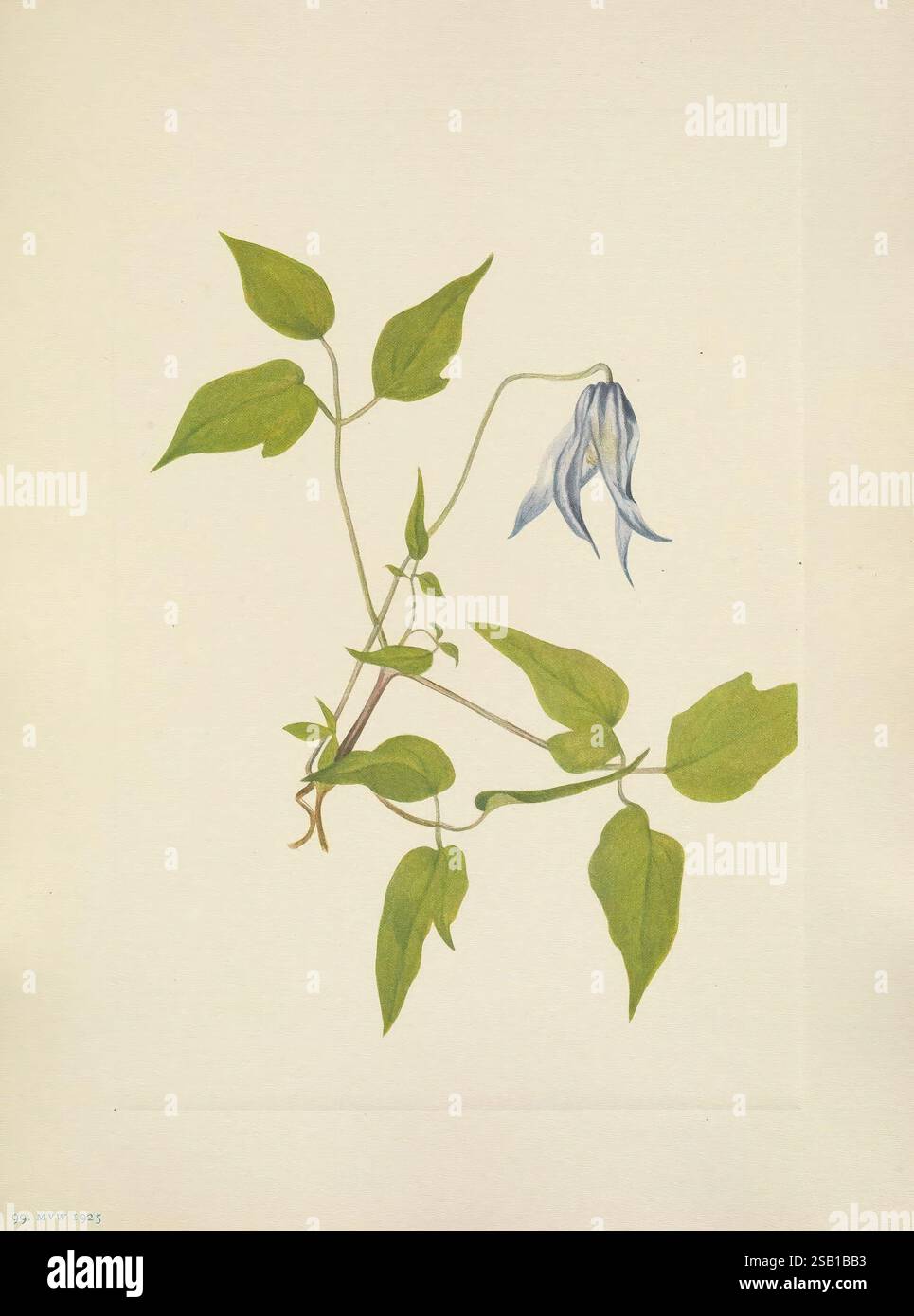 Singular pale blue flower hi-res stock photography and images - Alamy