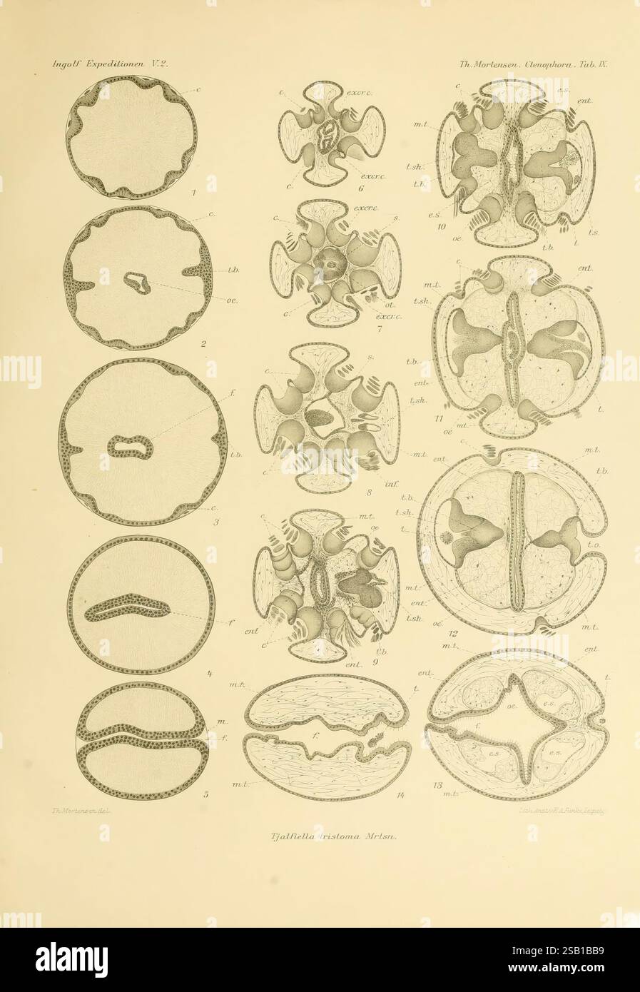 Row features distinct geometric shapes hi-res stock photography and ...