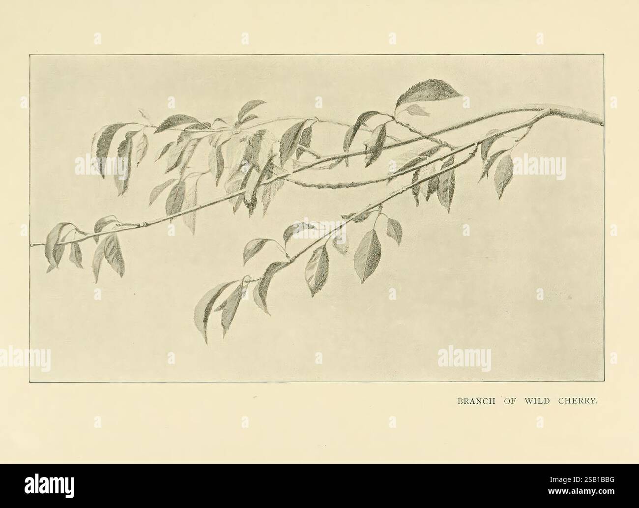Elongated leaves gracefully curve hi-res stock photography and images ...