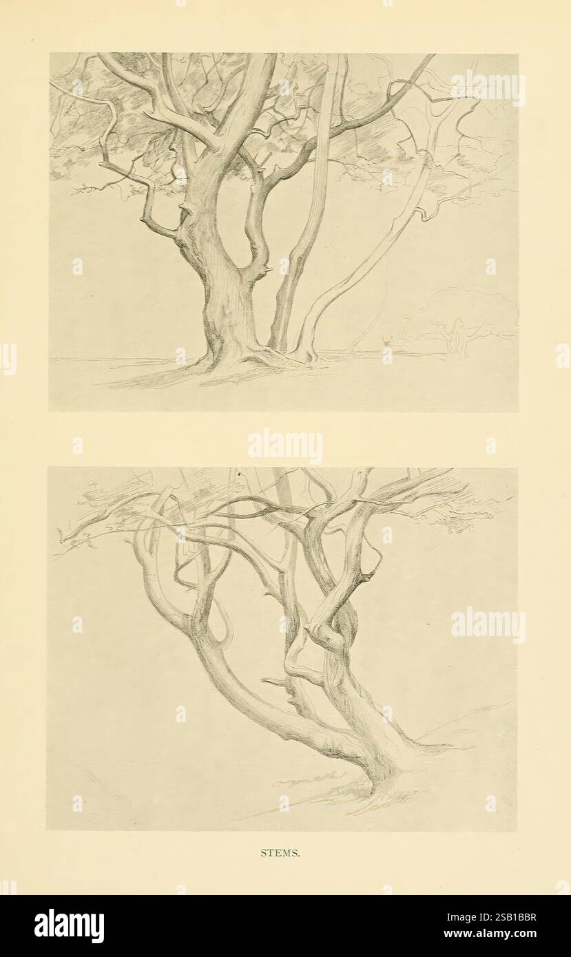 British trees, London, Hutchinson, 1907, Great Britain, trees, The ...