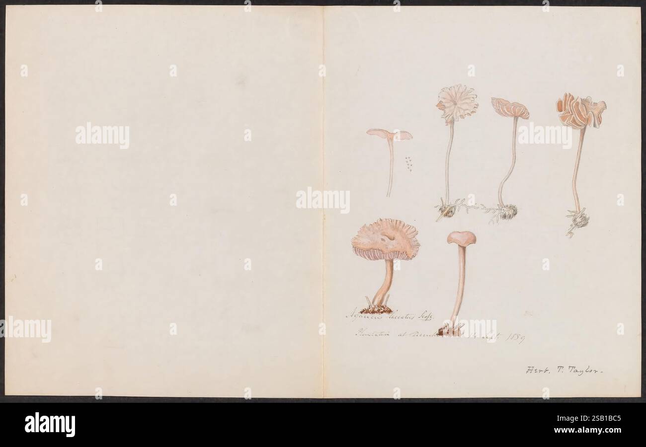 Drawings of fungi, Not before 1839, fungi, pictorial works, A ...