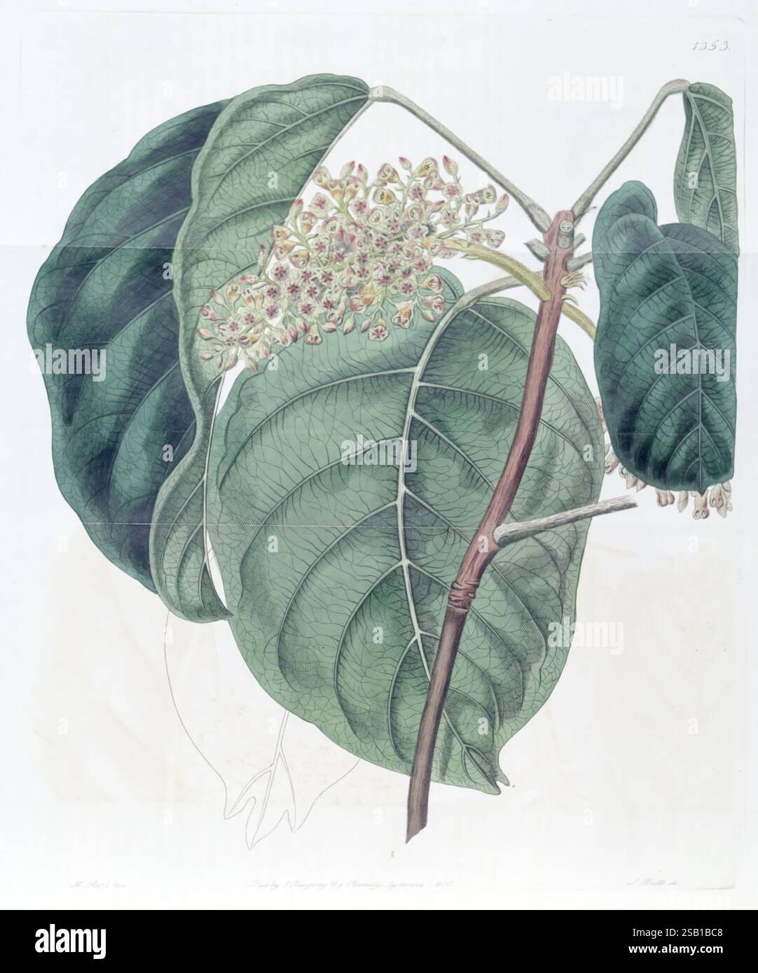 Edwards's botanical register, London, James Ridgway, 1829-1847, 1829 ...