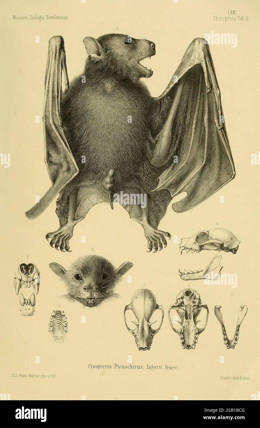 Die Fledermäuse des Berliner Museums für Naturkunde, Berlin, G. Reimer ...